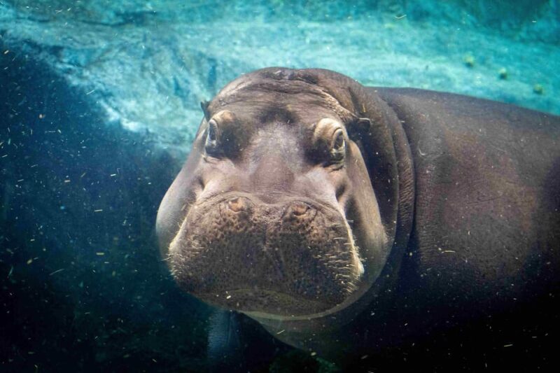 Prague Zoo: Skip-the-Line Entry Ticket - Who Is This Experience Best For?