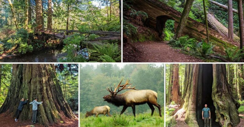 Prairie Creek State Park: Redwood Forest Hiking Tour - The Phases of the Tour: What You Can Expect