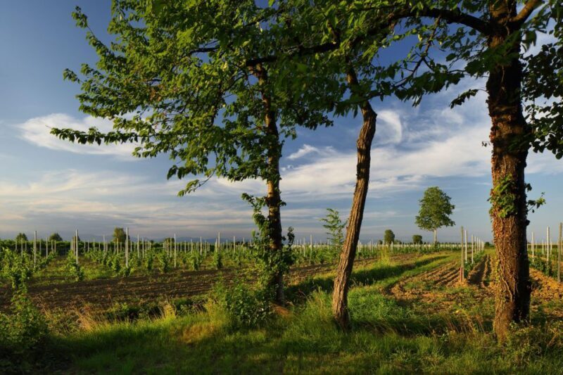 Pramaggiore: Ornella Bellia Winery Guided Tour & Tasting - Practical Aspects & Value
