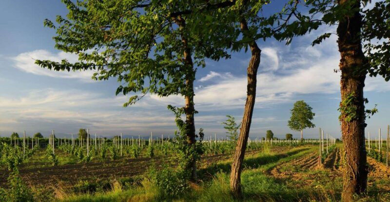 Pramaggiore: Ornella Bellia Winery Guided Tour & Tasting - The Sum Up