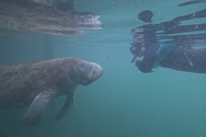 Pre-Season Special Manatee Snorkel Tour in Crystal River - An In-depth Look at the Tour Experience