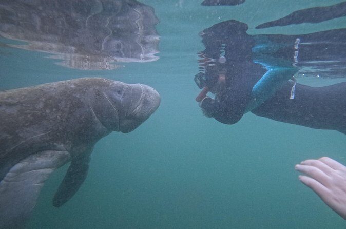 Pre-Season Special Manatee Snorkel Tour in Crystal River - Who Would Love This Tour?