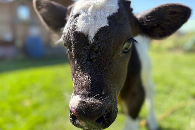 Prehispanic Xochimilco: Market, chinampas and axolotls - FAQ