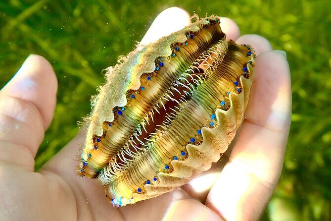 Premier Scalloping Adventure on Florida's Nature Coast - FAQs
