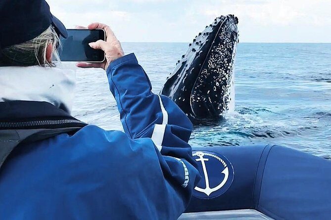 Premier Whale Watching Byron Bay - An In-Depth Look at the Tour Experience