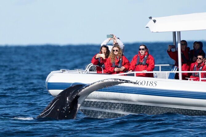 Premier Whale Watching Byron Bay - FAQs