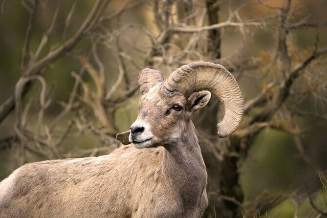 Premier Wildlife Tours in Saguaro National Park - An Honest Breakdown of the Tour Experience