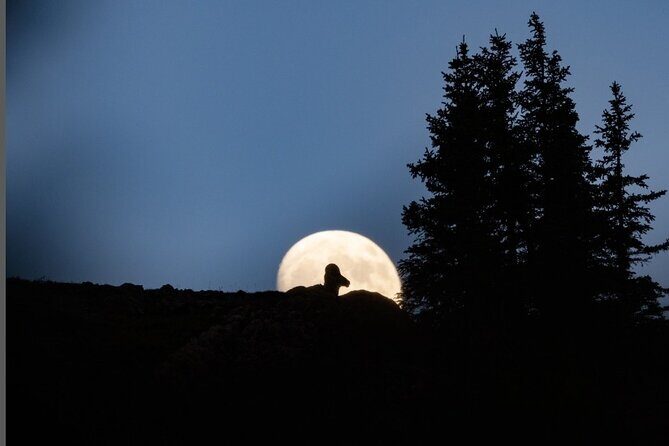 Premier Wildlife Tours in Saguaro National Park - What You Can Expect on the Itinerary