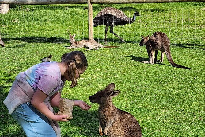 Premium Adelaide Hills Cleland Wildlife and Hahndorf Minibus Tour - The Itinerary in Detail