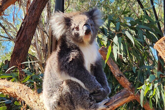 Premium Adelaide Hills Full Day Shore Tour Cruise Port Pick-up - Who Is This Tour Best Suited For?