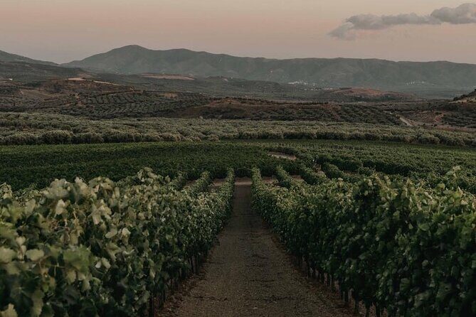 Premium Cretan Olive Oil Tasting, Wine, Raki and Local Food Tour - The Experience from a Traveler’s Perspective  