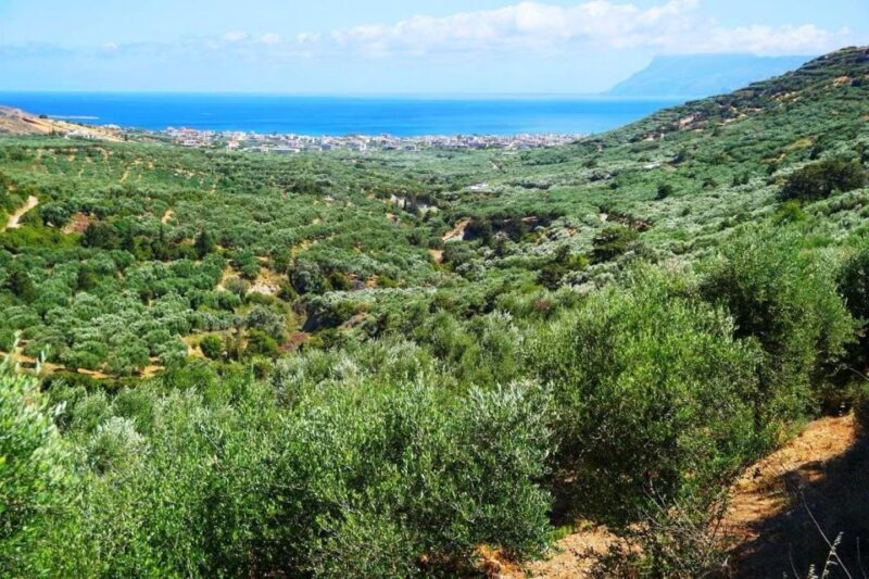 Premium Crete Olive oil tasting, Wine, Raki and Cretan food! - The Sum Up