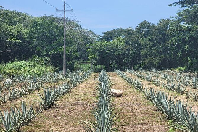 Premium Finca 18 Tequila Tour & Chocolate Pairing + Pickup Points - Who Should Book This Tour?