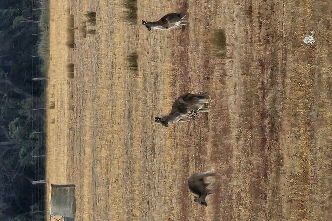 Premium Great Ocean Road Tour IN A Relaxed Way IN Premium Coach - FAQ