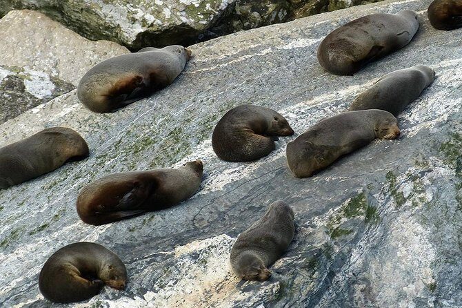 Premium Milford Sound Small Group Tour & Cruise from Queenstown - Return Trip: A Scenic Drive with Breaks