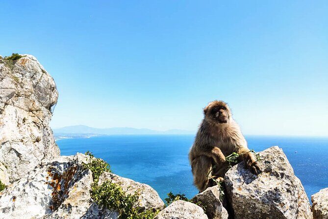 Premium private trip to Gibraltar from Seville (multiple options) - The Itinerary: A Deep Dive into Gibraltar’s Highlights