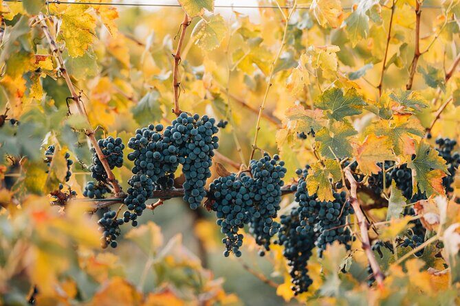 Premium Private Winery Tour: Customizable Experience - Who This Tour Is Best For