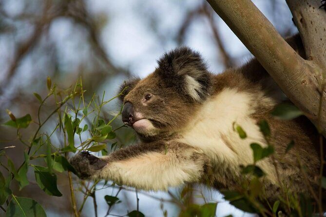 Premium Small Group Great Ocean Road & Wildlife with Lunch - A Deep Dive into the Itinerary and Experience