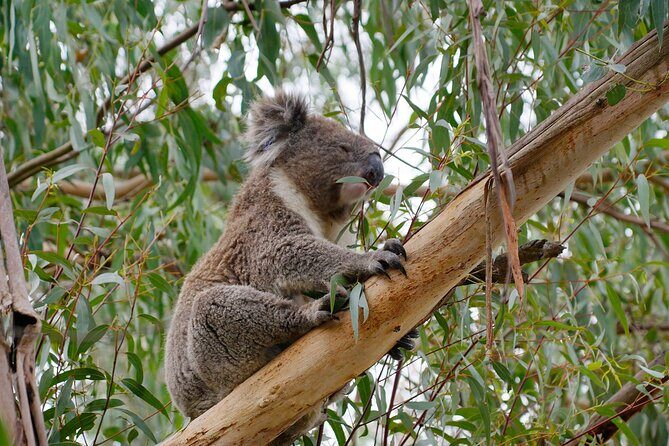 Premium Small Group Philip Island eco Tour - FAQ