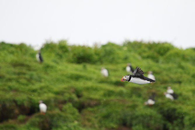 Premium Small-Group Puffin & Bird Watching tour from Reykjavík - A Closer Look at the Premium Small-Group Puffin & Bird Watching Tour from Reykjavík