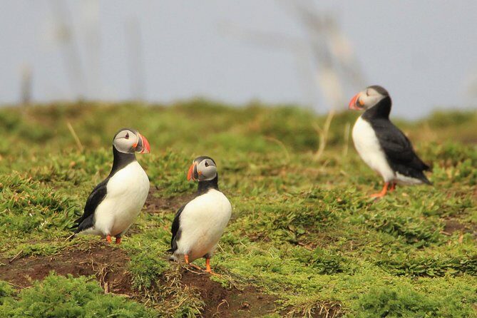Premium Small-Group Puffin & Bird Watching tour from Reykjavík - Key Points