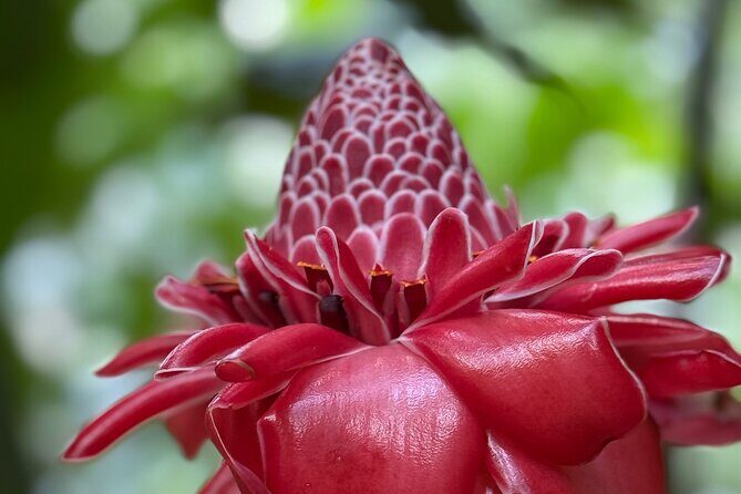 Premium Tour DE Tahiti, EN Half Day Privatised - The Sum Up: Who Should Book This Tour?