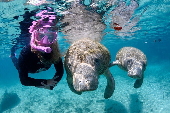 Preseason Special Snorkeling with Manatees Experience - What to Expect on the Tour