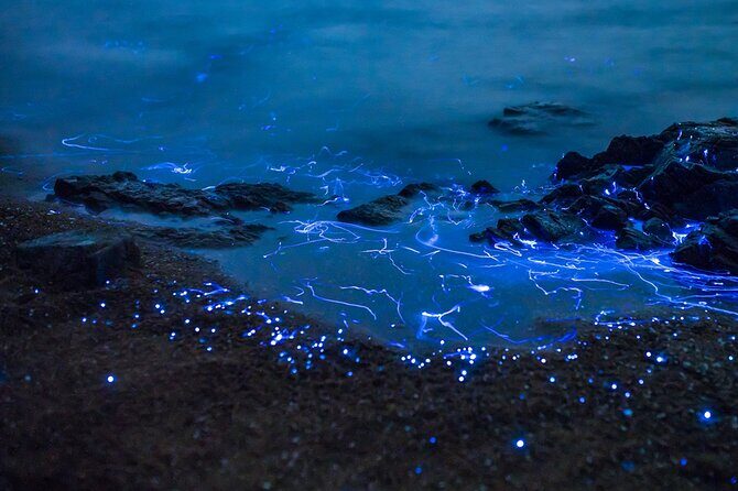 Preserving Baby Sea Turtles And Filling You With Energy In Bioluminescent Lights - FAQ