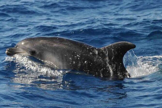 Prestigious cruiser private charter - Pricing and Value: Is It Worth It?