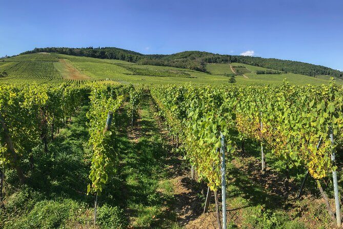 Price instead: From Strasbourg to Château ,Riquewihr and Colmar - Practical Tips for Travelers