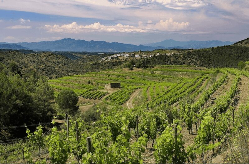 Priorat tour to 3 small wineries and hotel pick-up - In-Depth Look at the Tour Experience