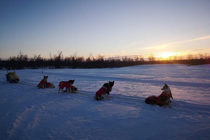 Privat sled trip with husky in the alta valley - Who Is This Tour Best For?