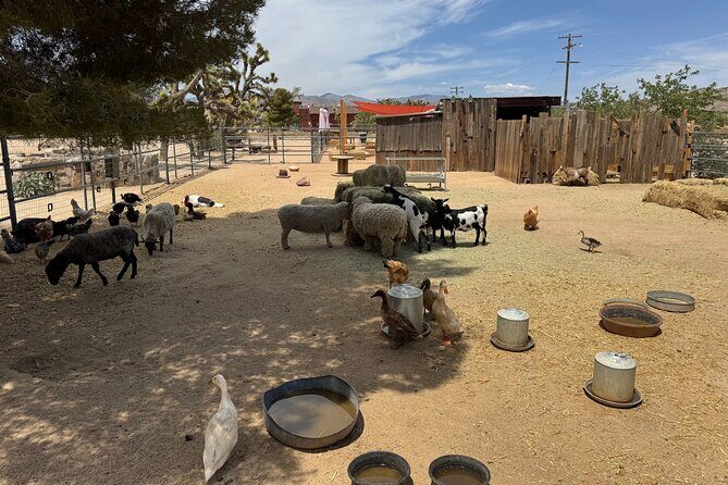 Private 1 Day Tour to Joshua Tree National Park - Frequently Asked Questions