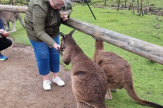 Private 12 Apostles Express Tour - Shorter - Authentic Experiences and Guide Highlights