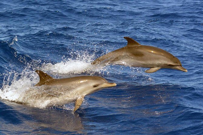 Private 2 hour Whale Watching Tour - Who Will Love This Tour?