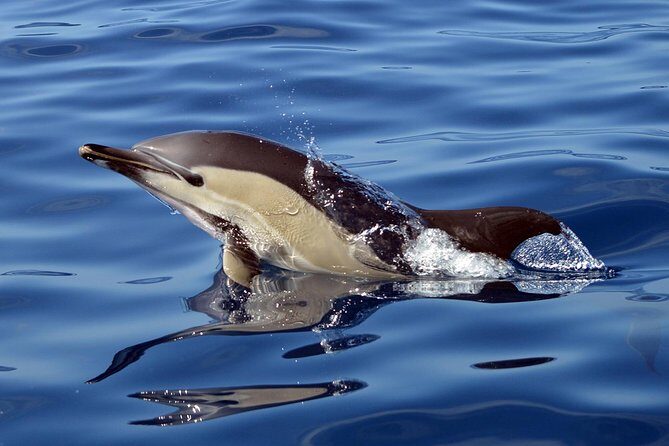 Private 2 hour Whale Watching Tour - Final Thoughts on Value and Experience