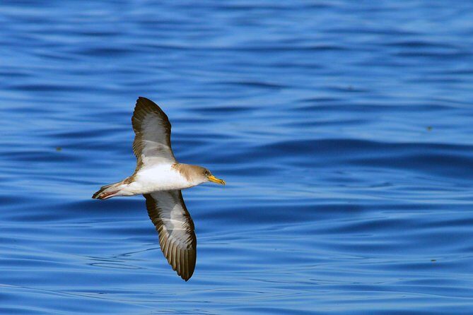 Private 2 hour Whale Watching Tour - Final Words