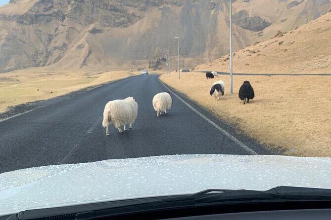 PRIVATE 2-Hours Tour - Westman Islands with a local in a BMW X5 - An In-Depth Look at the Westman Islands Private Tour  
