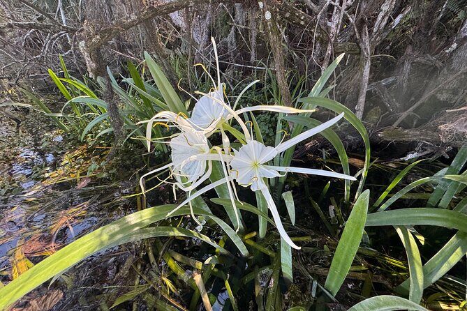 Private 2Hour Clear Kayak/ROC Paddle Board Rental on Silver River - Optional Guide and Enhanced Experience