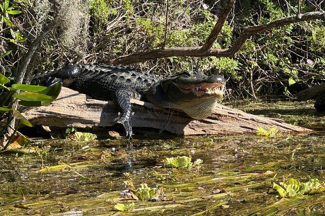 Private 2Hour Clear Kayak/ROC Paddle Board Rental on Silver River - Who Would Love This Tour?