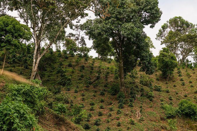 Private 3-City Shore Excursion Coffee and Commerce Adventure - FAQ