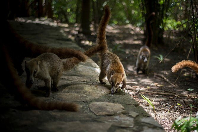 Private 3 in 1 Discovery Combo Tours Tulum Ruins, Snorkeling & Cenotes Adventure - FAQ