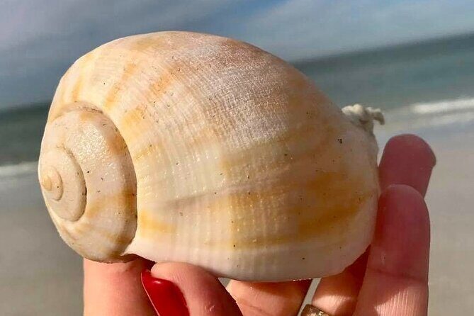 Private 4 Hour Shell Key Island Adventure Dolphins and Shells - An In-Depth Look at the Shell Key Island Adventure