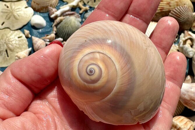 Private 4 Hour Shell Key Island Adventure Dolphins and Shells - Final Thoughts