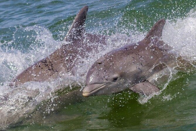 Private 4 Hours Islamorada Sandbar Charter - Practical Details & Booking Insights