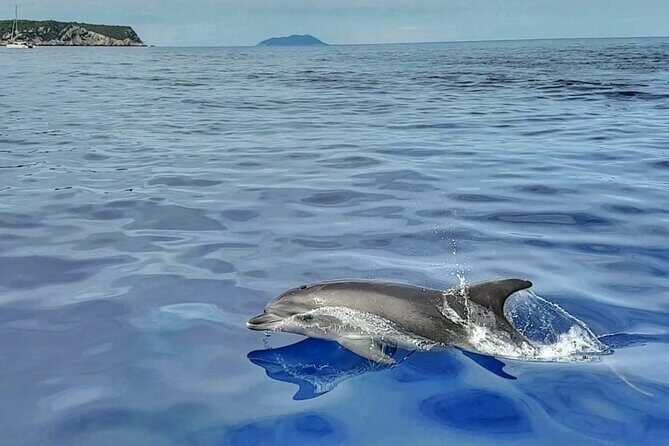 Private 4 islands tour (Golden Horn, Hvar, Pakleni islands, olta) - Final Thoughts