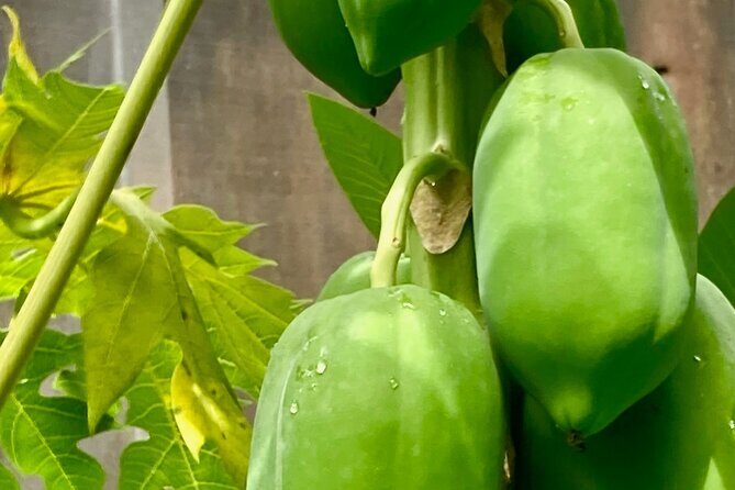 Private 5-Hour Sightseeing Tour in Tropical Gardens - A Deep Dive into the 5-Hour Tropical Gardens Tour