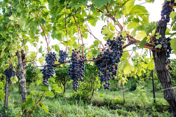 Private 5 Hour Wine Tour in Niagara-on-the-Lake - Caroline Cellars Family Estate Winery