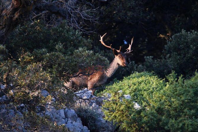 Private 7,5h Plavnik Island & Wild Bays Full-day Boat Trip - Practical Details and Tips