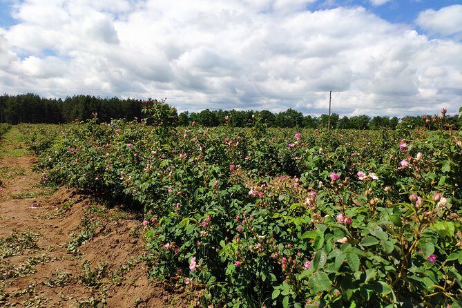 Private Access Rose Festival Kazanlak 05-07.06.2025 - Is This Tour Right for You?